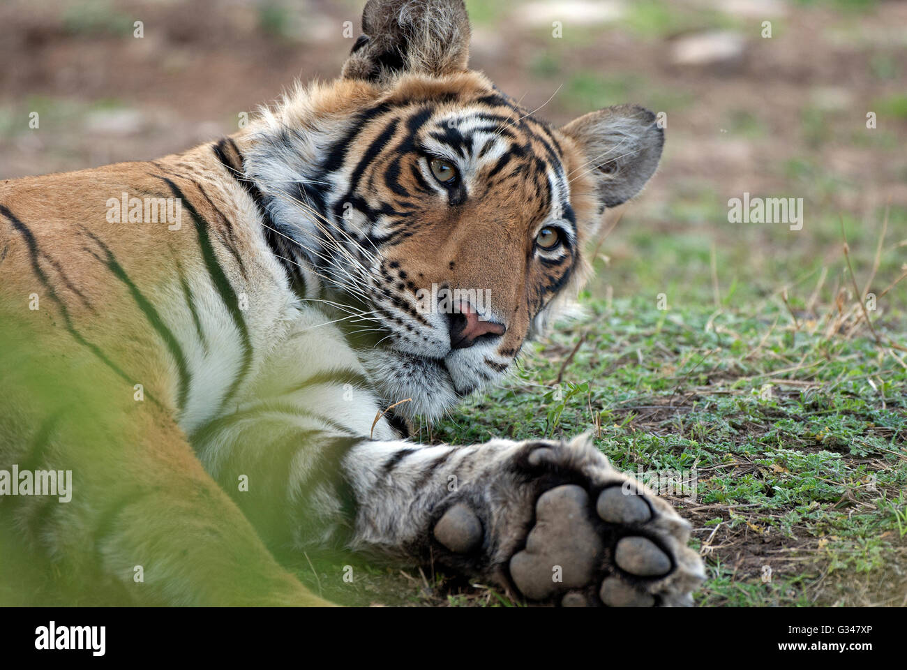Tiger mammal carnivore ranthambore looks cub of machli india hi-res ...