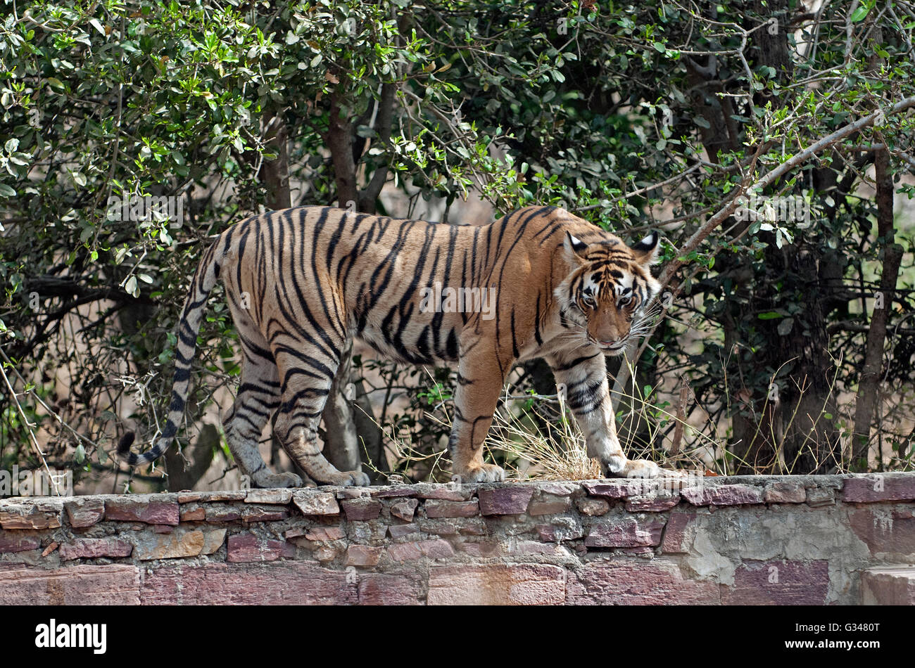 Machli tiger ranthambore hi-res stock photography and images - Alamy