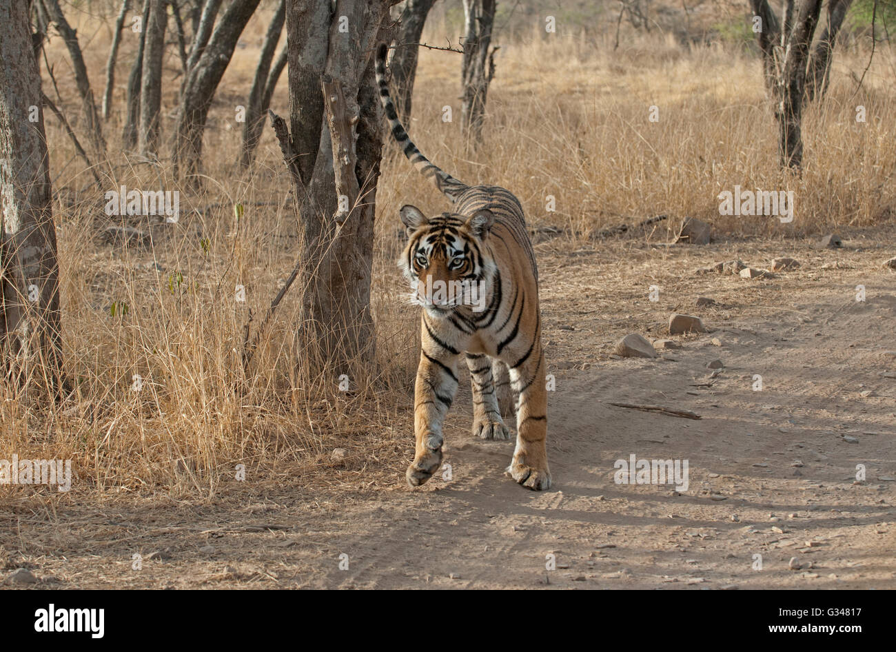 Machli tiger ranthambore hi-res stock photography and images - Alamy