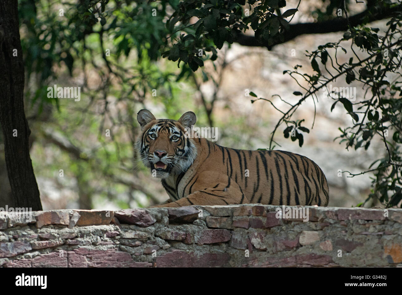 The image of Tiger ( Panthera tigris ) cub of Machli in Ranthambore ...