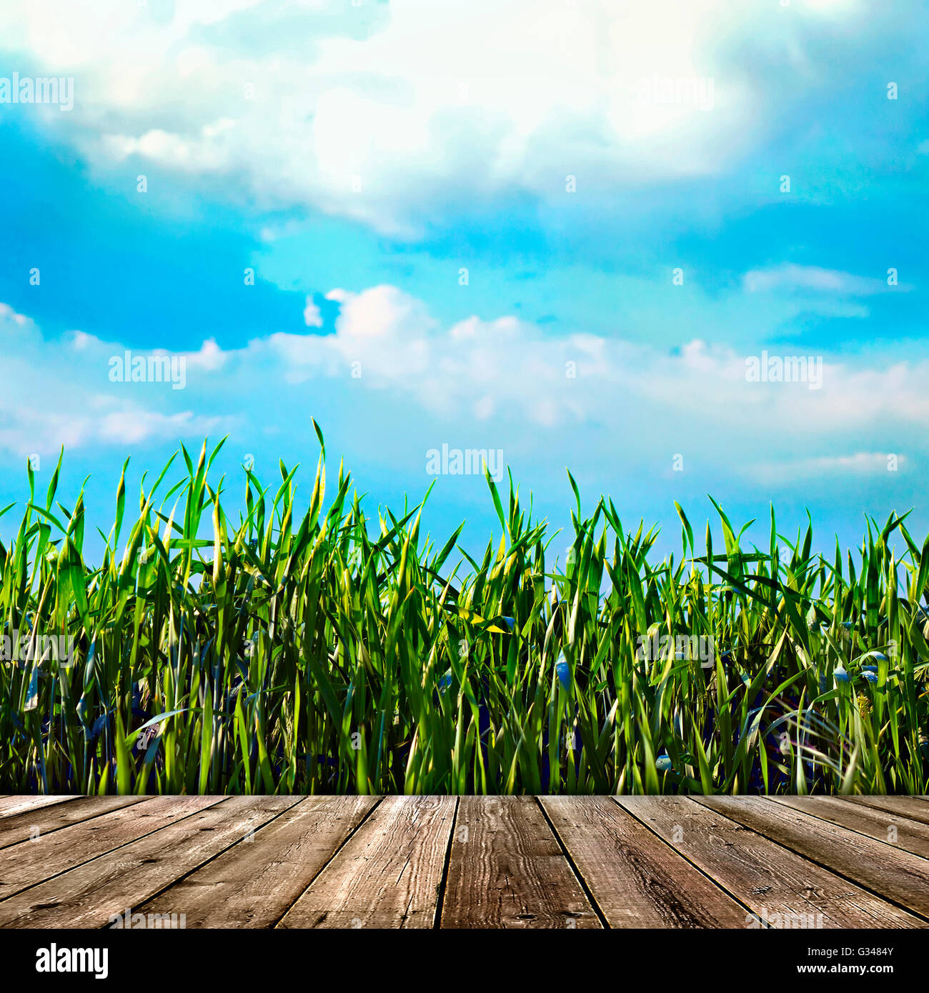 view of the cloudy sky through the green grass Stock Photo - Alamy