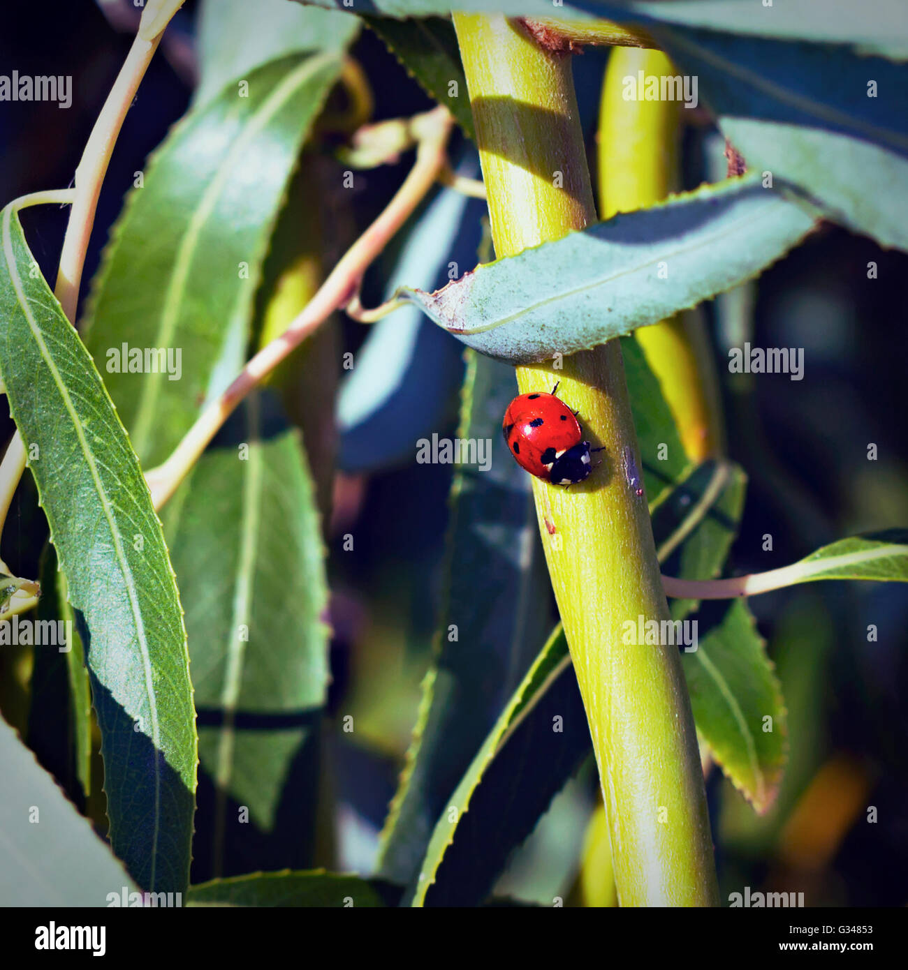 ladybug on a green branch of deciduous tree Stock Photo - Alamy