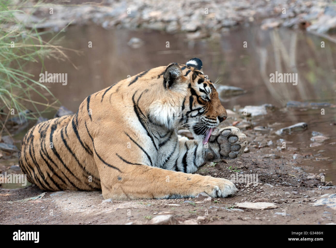 The image of Machli Tigress ( panthera tigris) and Ranthambore fort ...