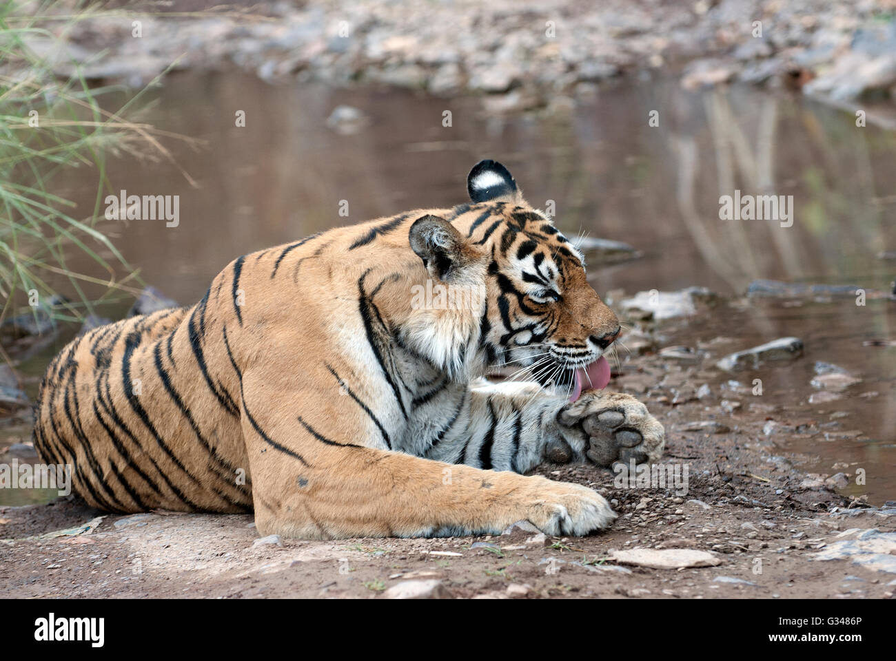 Machli tiger ranthambore hi-res stock photography and images - Alamy