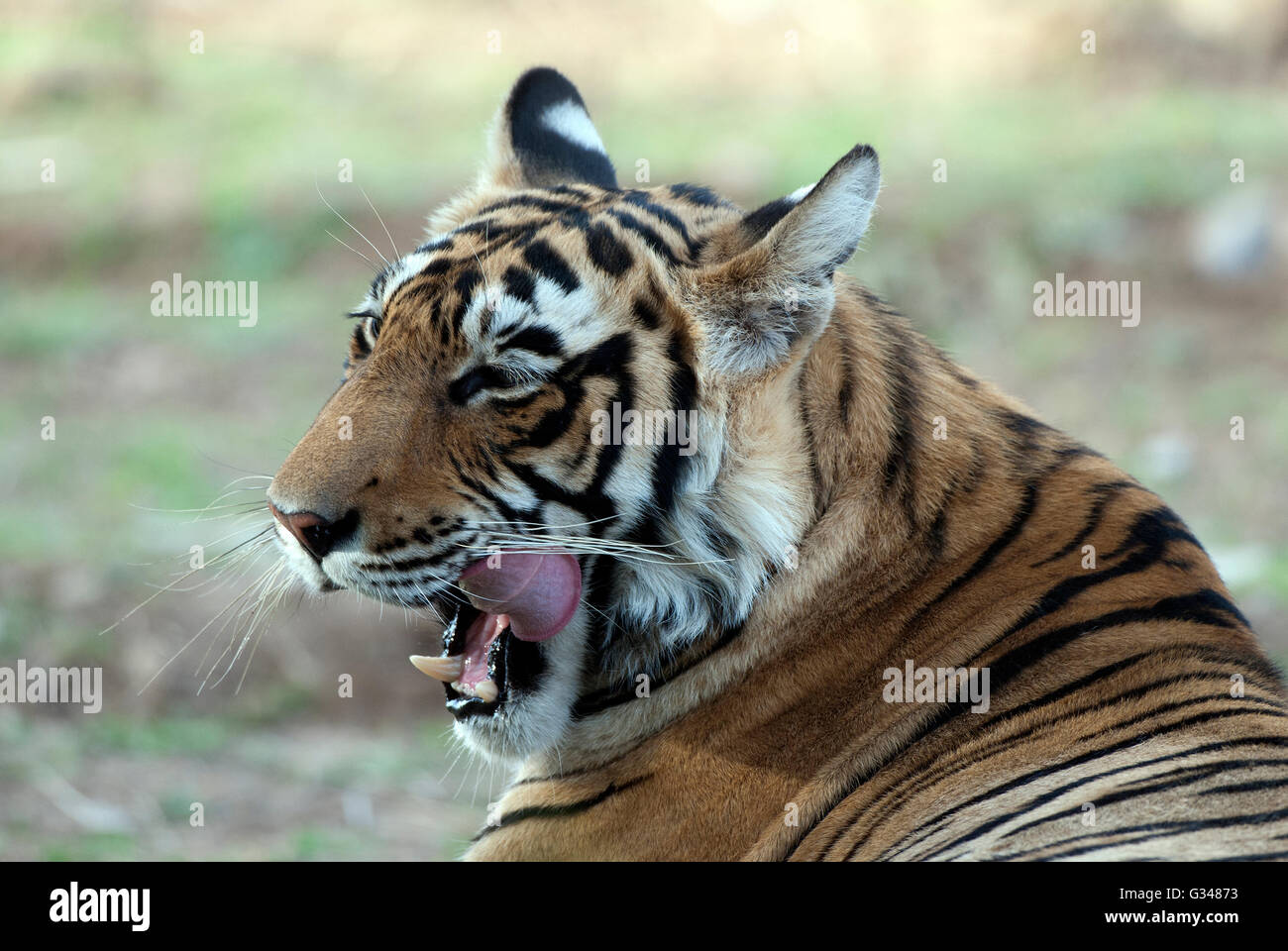 Tiger mammal carnivore ranthambore cub of machli india hi-res stock ...