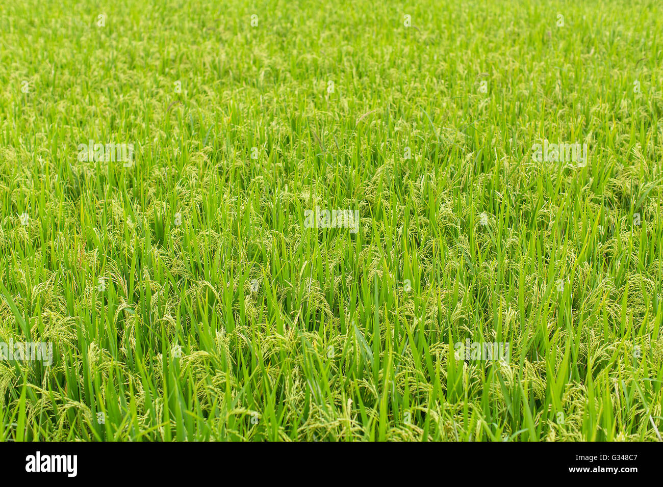 Summer rice field hi-res stock photography and images - Alamy