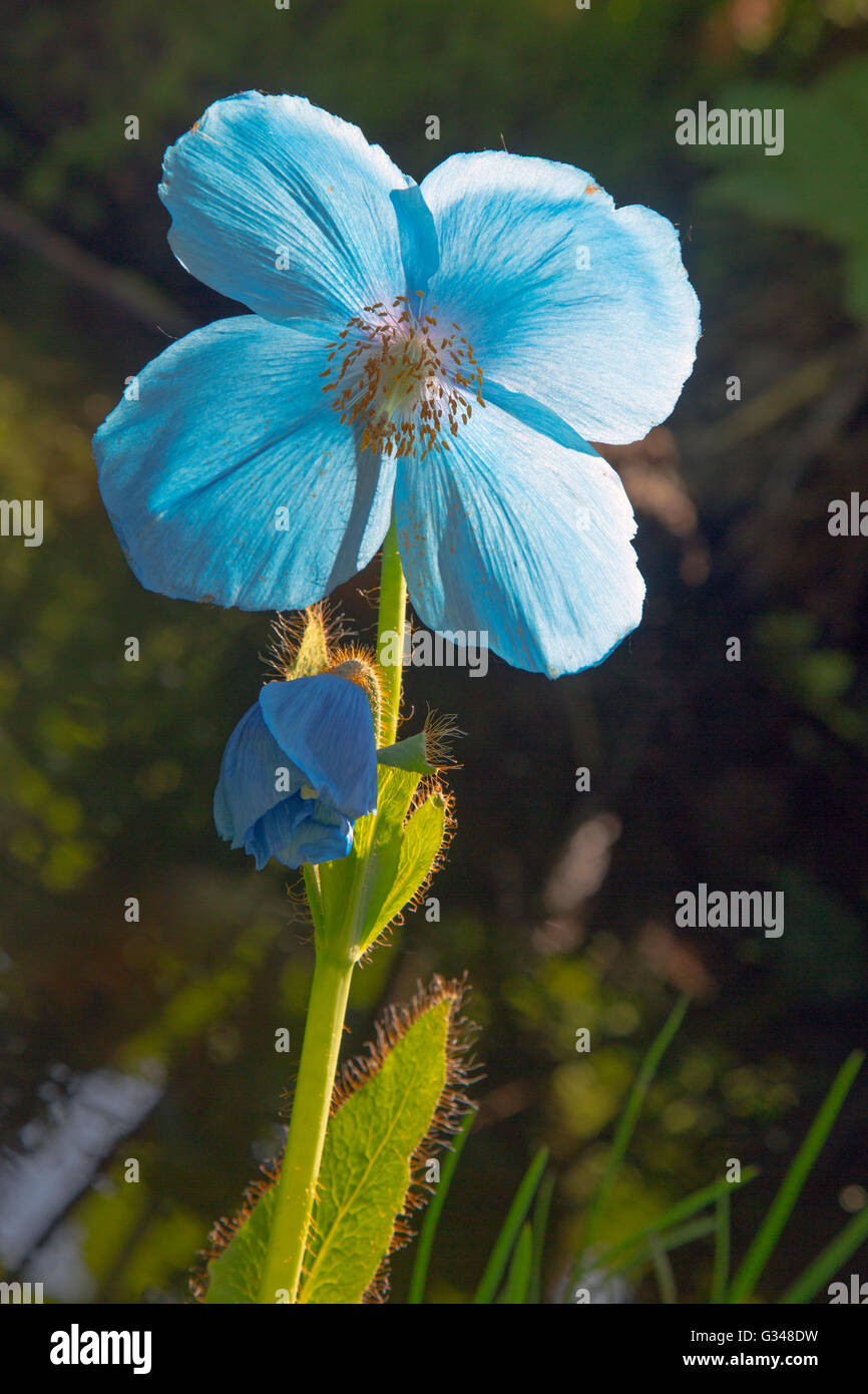 National flower bhutan hi-res stock photography and images - Alamy