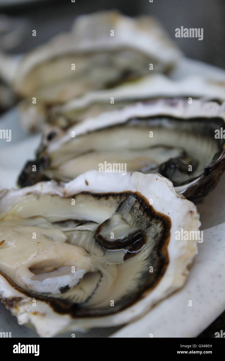 Fresh oysters in their shell, seafood, raw fish Stock Photo - Alamy