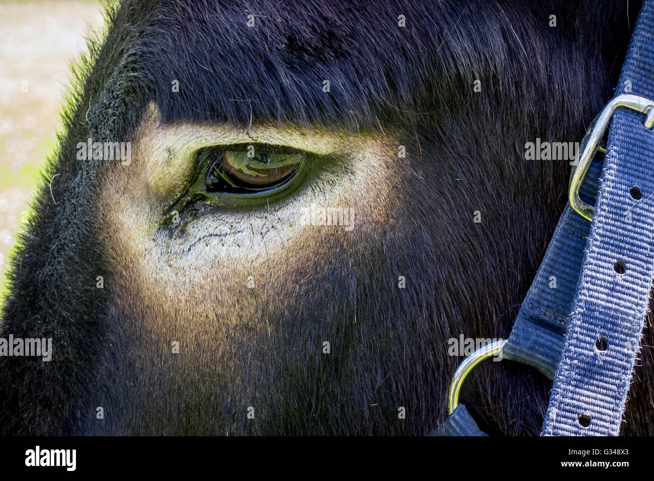 The eye of a donkey Stock Photo - Alamy
