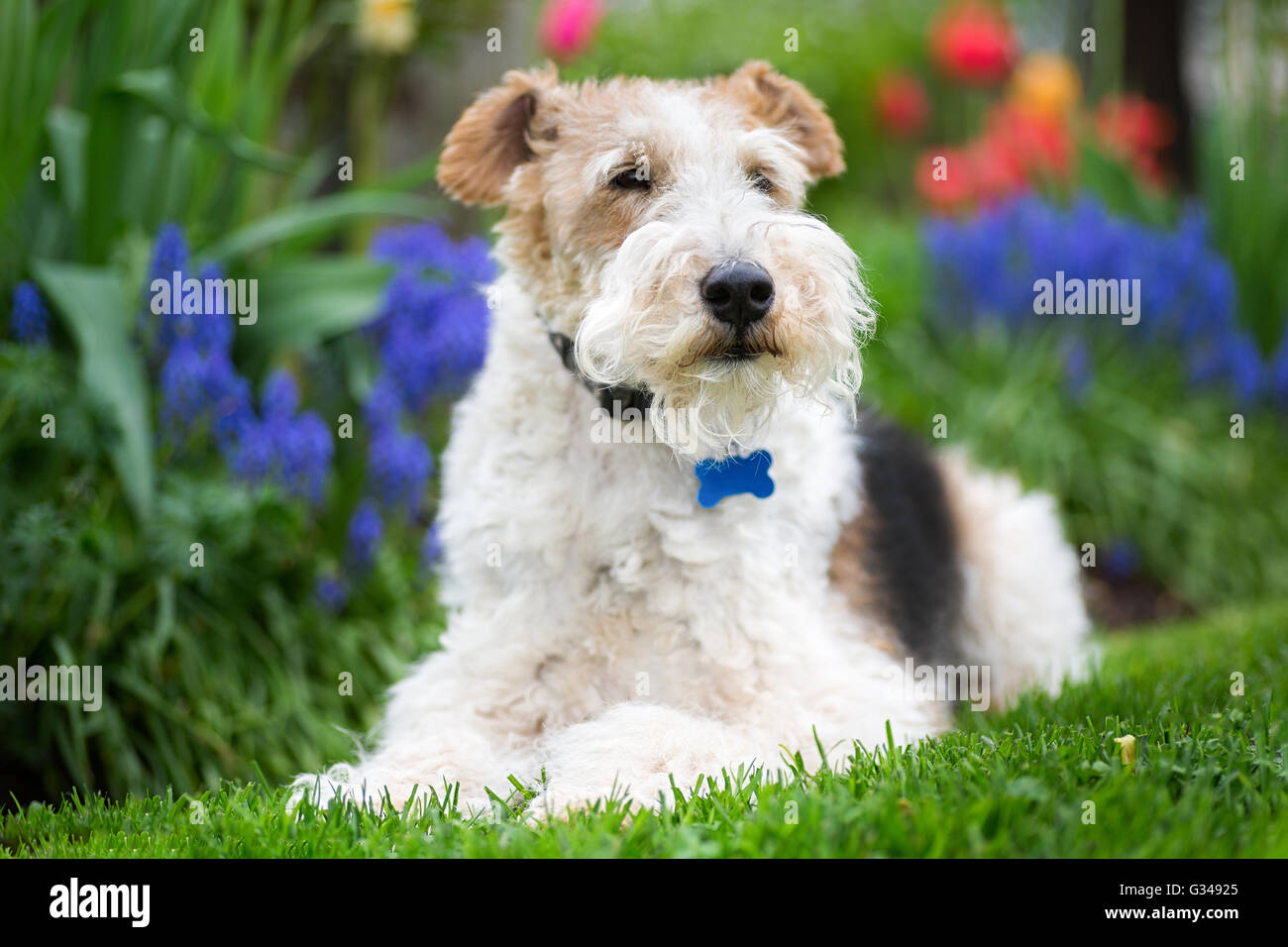 Wire fox terrier hi-res stock photography and images - Alamy