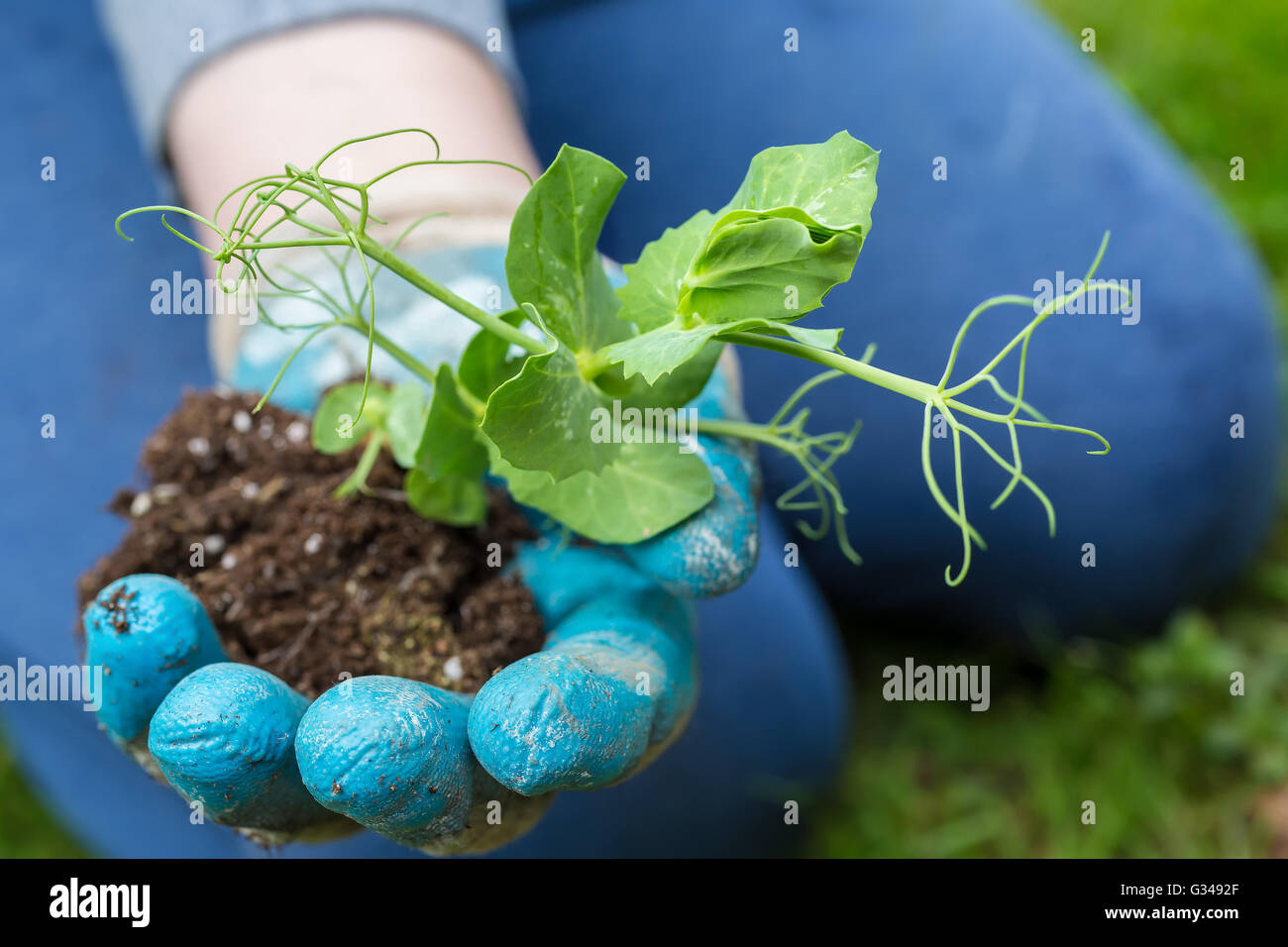 A young pea plant with curling tendrils ready to plant in the home ...