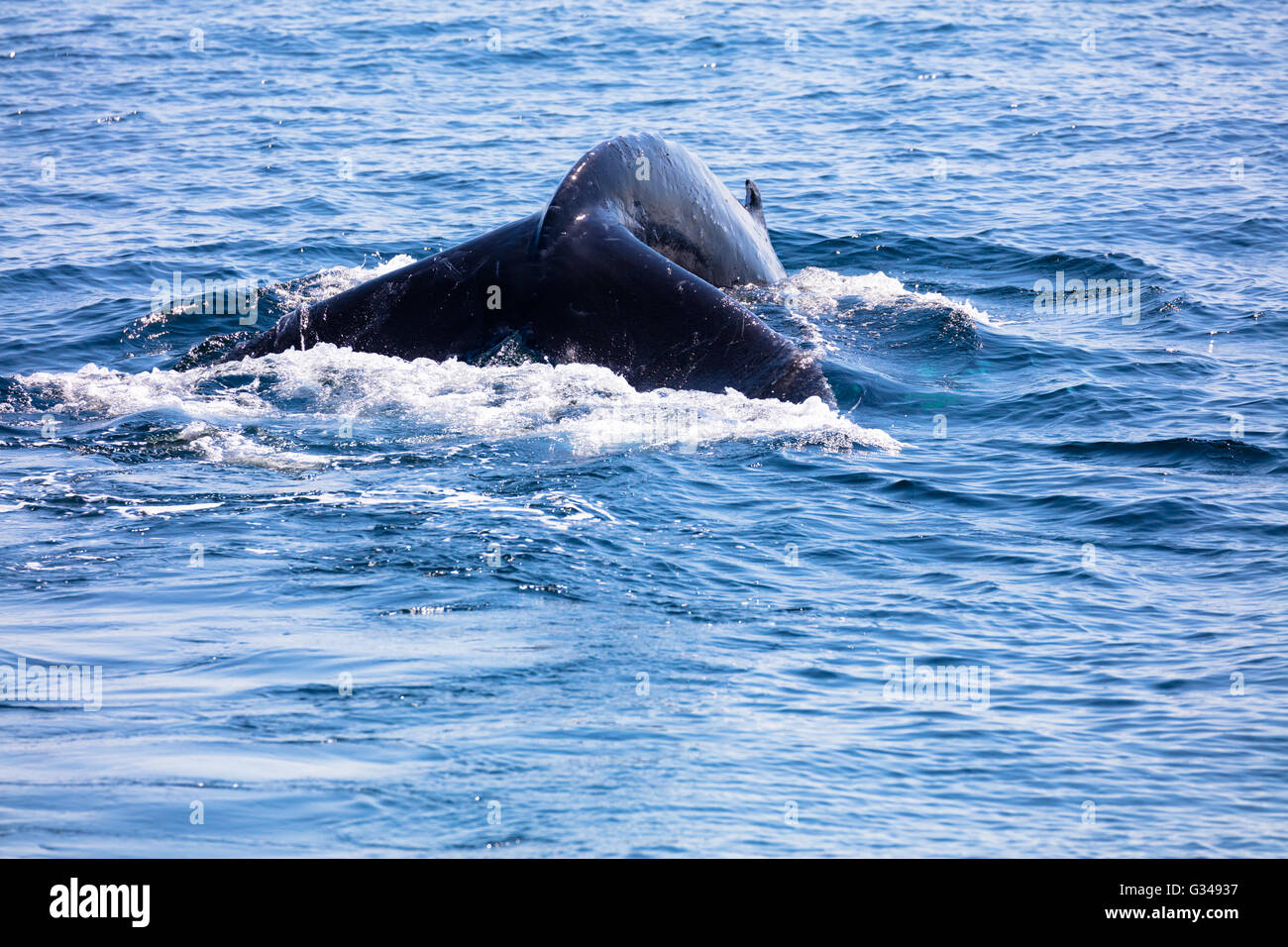 Whale in Cape Cod, Massachussetts, United States Stock Photo - Alamy