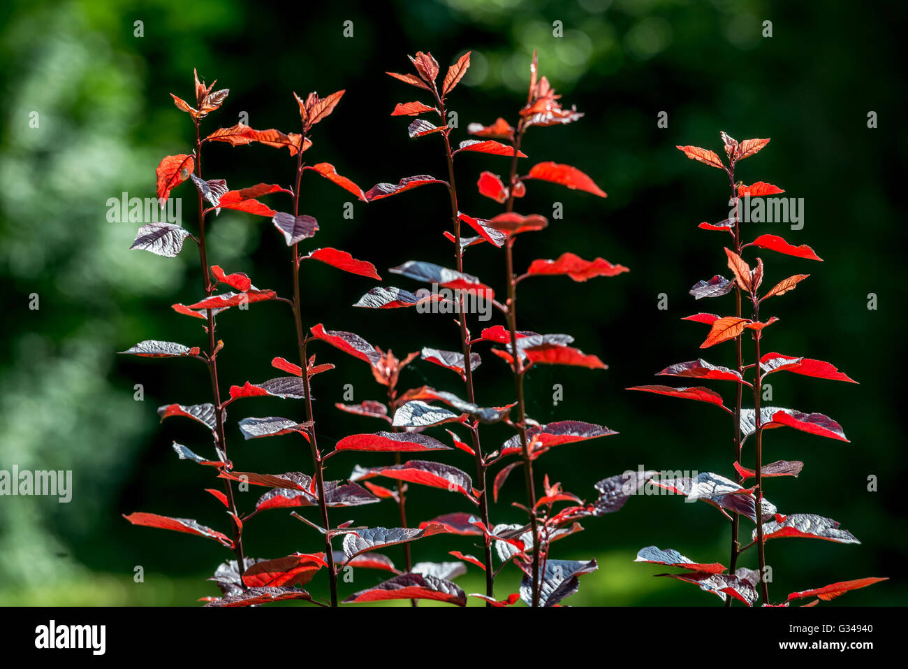 Backlit plants in a French garden Stock Photo - Alamy