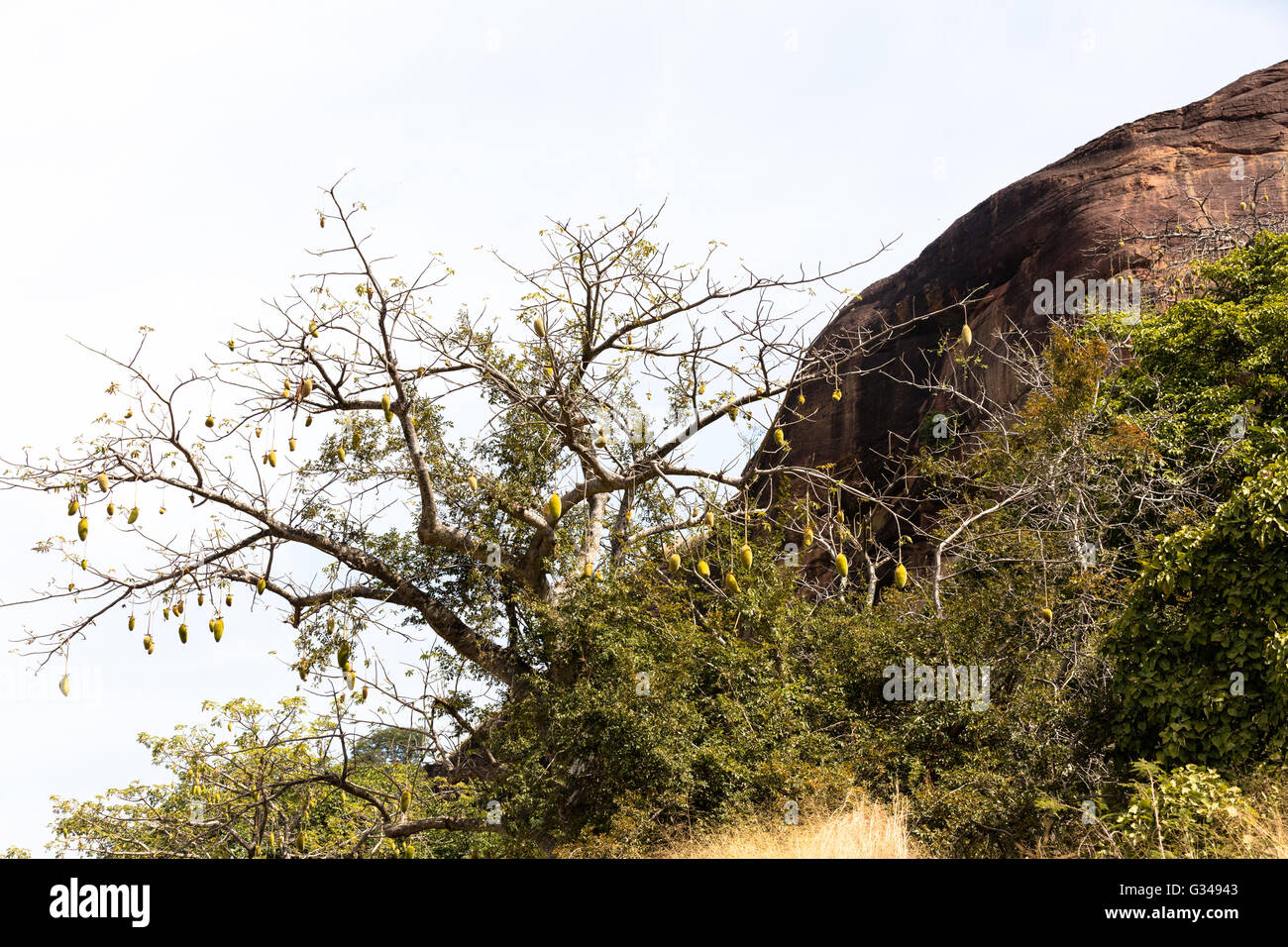 Bread tree, Artocarpus altilis, Burkina faso. Africa Stock Photo - Alamy