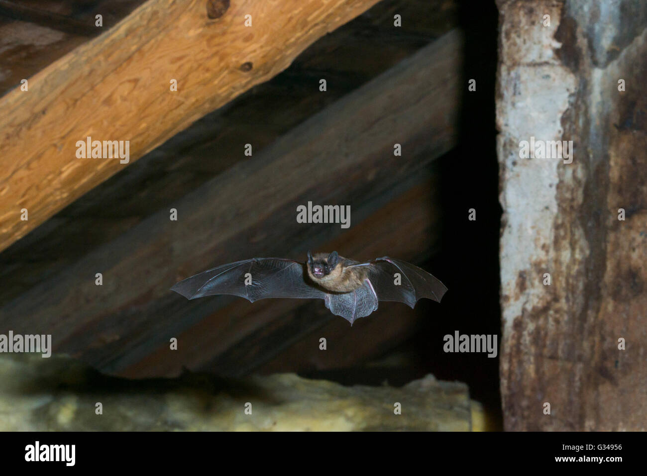 Northern Bat ( Vespertilio nilssoni) flying for insects in the attic of ...