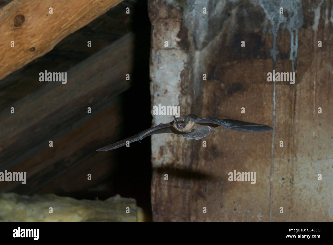 Catch small insects in flight hi-res stock photography and images - Alamy