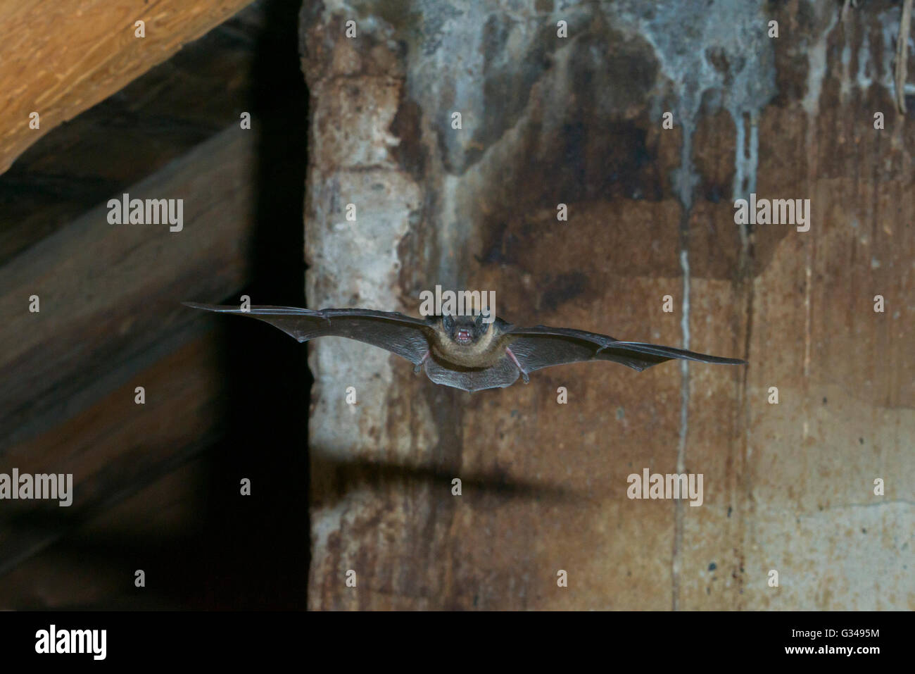 Catch small insects in flight hi-res stock photography and images - Alamy