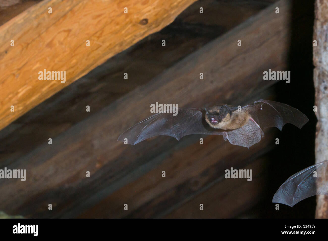 Northern Bat ( Vespertilio nilssoni) flying for insects in the attic of ...
