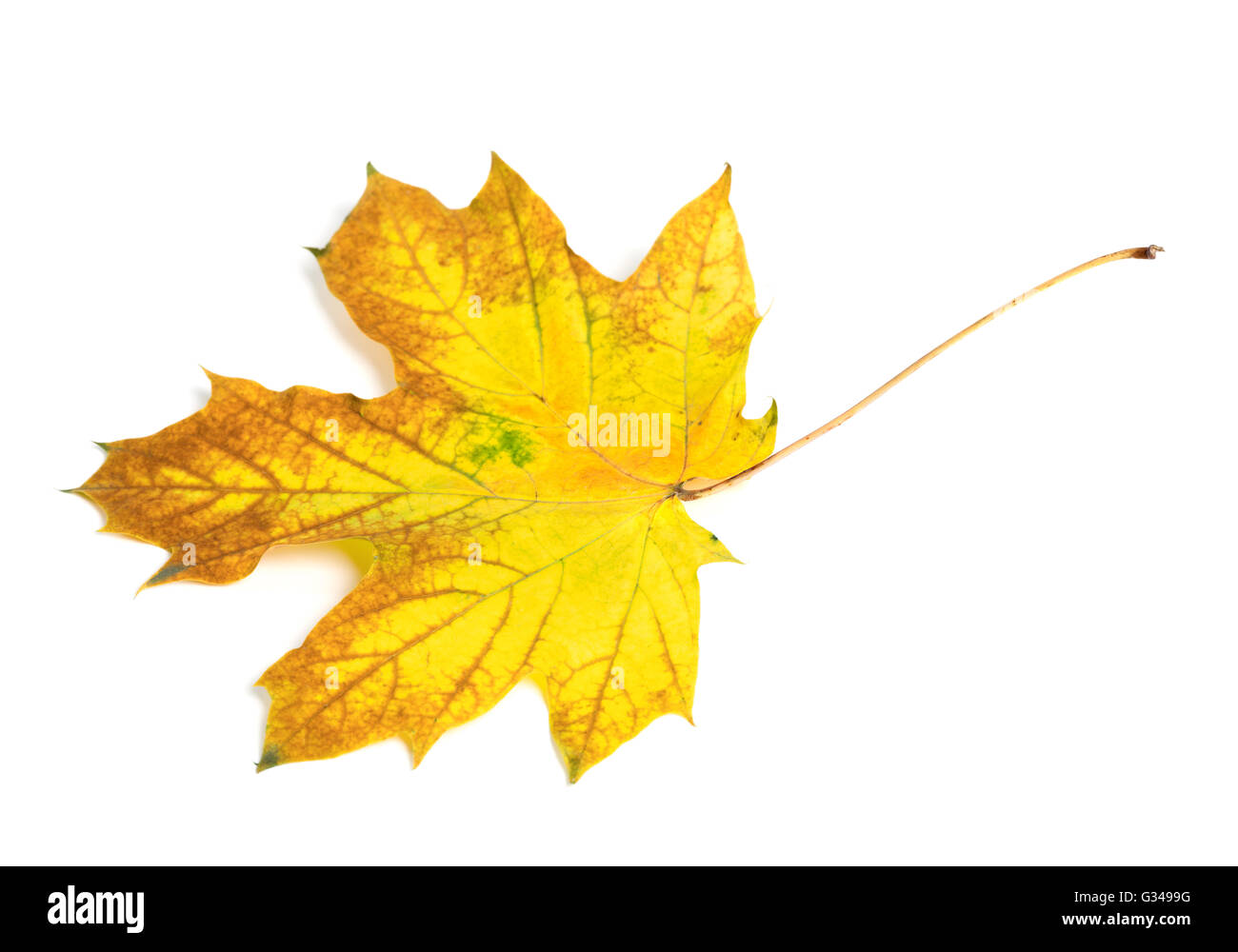 One Autum Leaf High Resolution Stock Photography and Images - Alamy