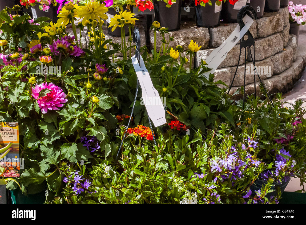 Indoor hanging baskets hi-res stock photography and images - Alamy