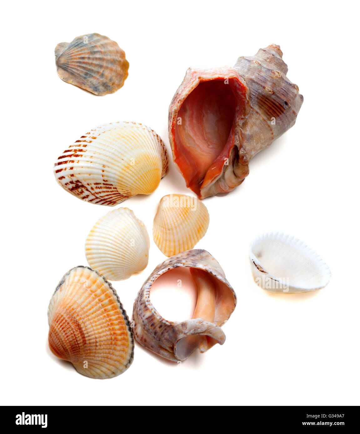 Seashells isolated on white background Stock Photo - Alamy