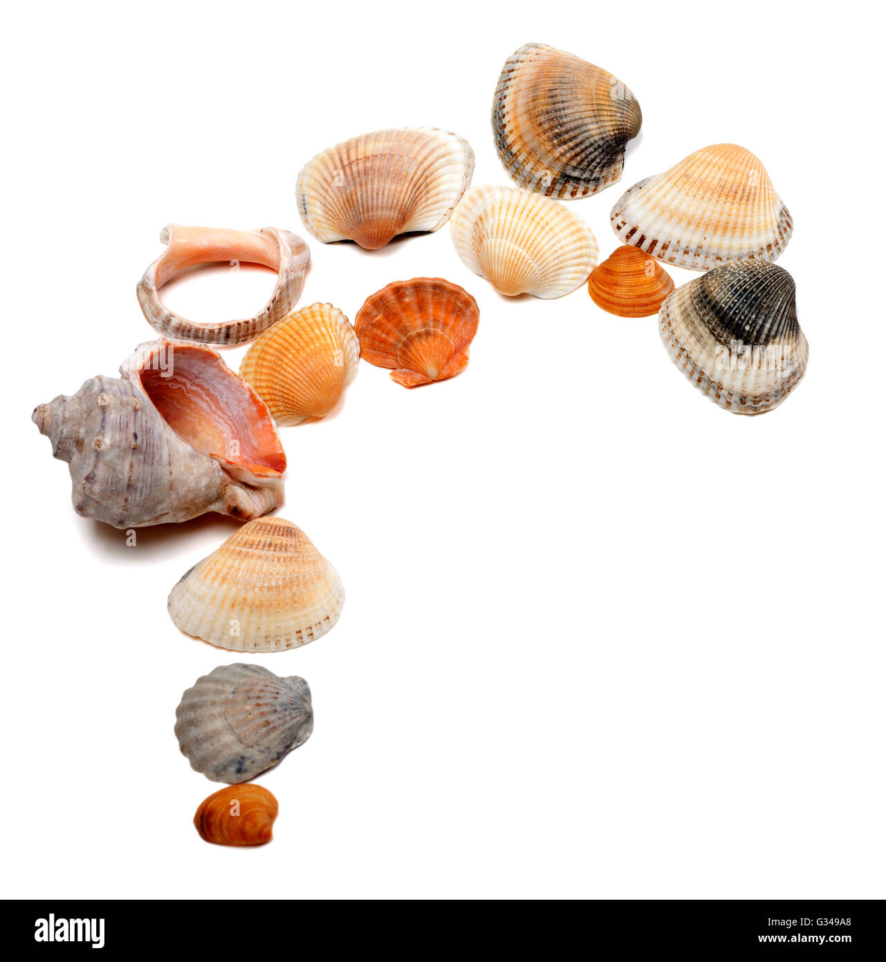 Collection of seashells. Isolated on white background with copy space ...
