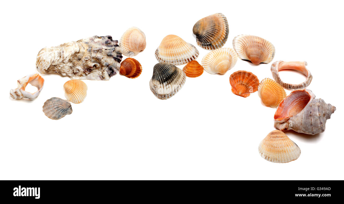 Seashells isolated on white background with copy space Stock Photo - Alamy