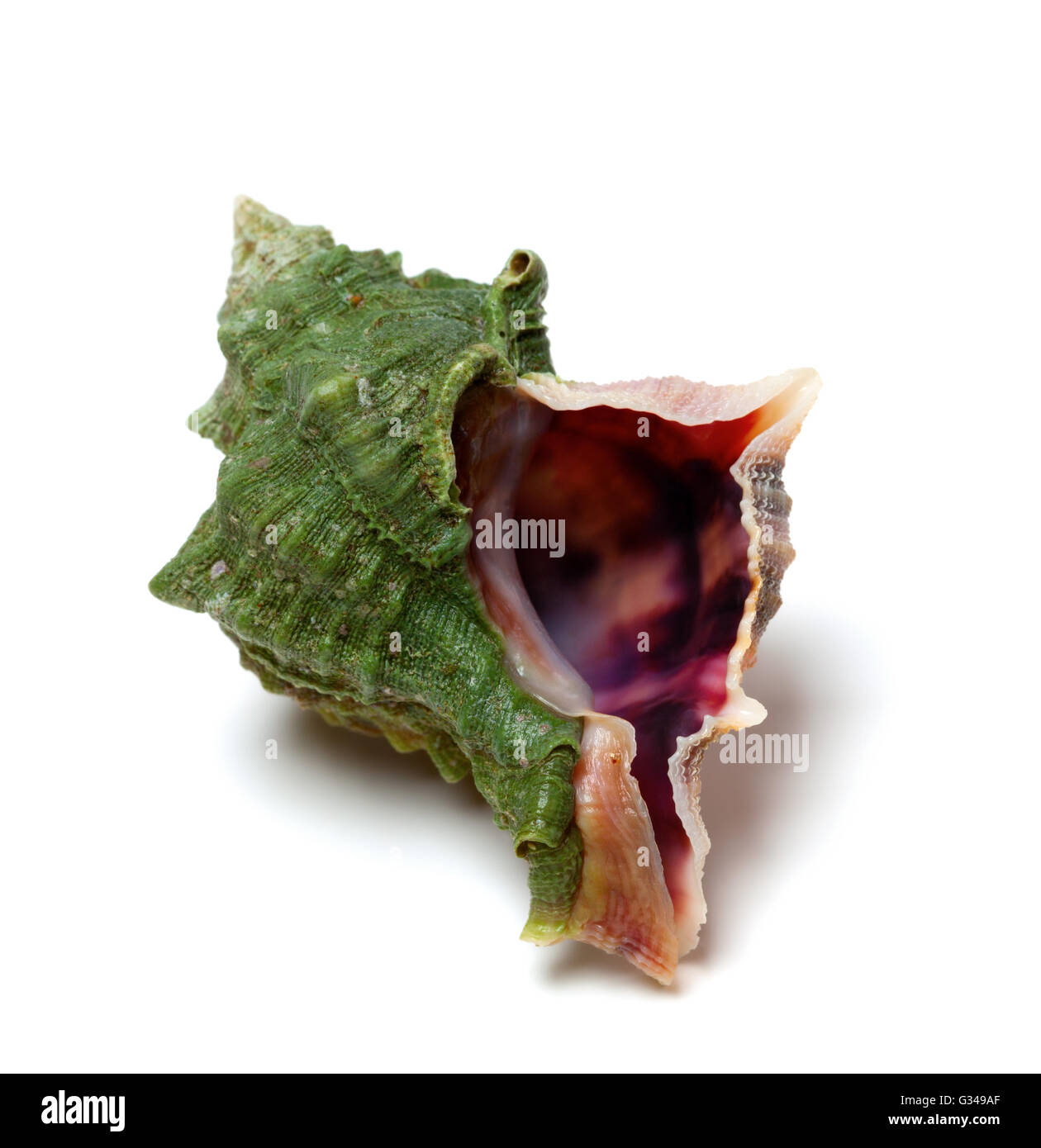 Seashell isolated on white background. Close up view Stock Photo - Alamy