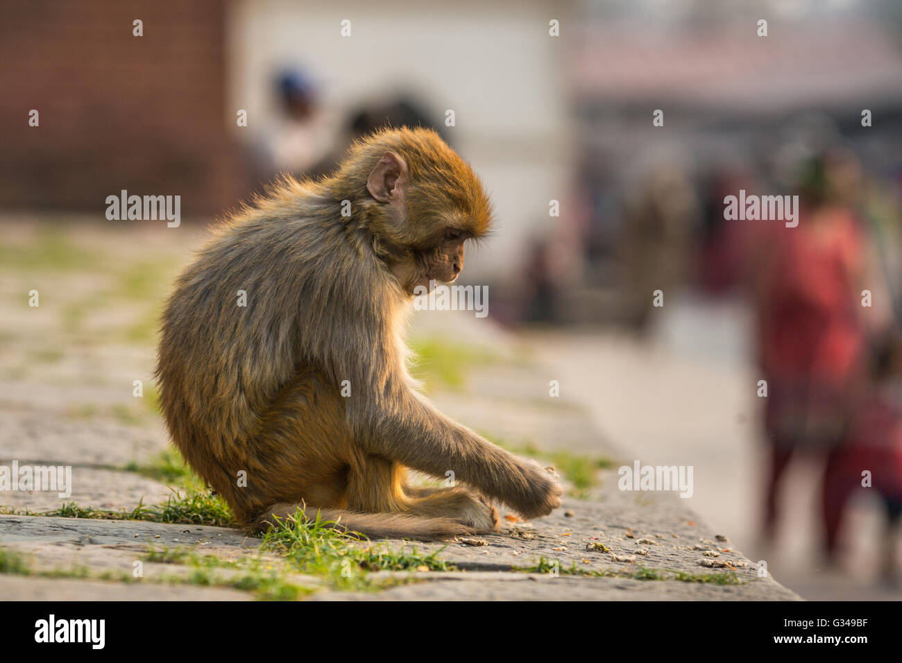 Monkey in Kathmandu Stock Photo - Alamy