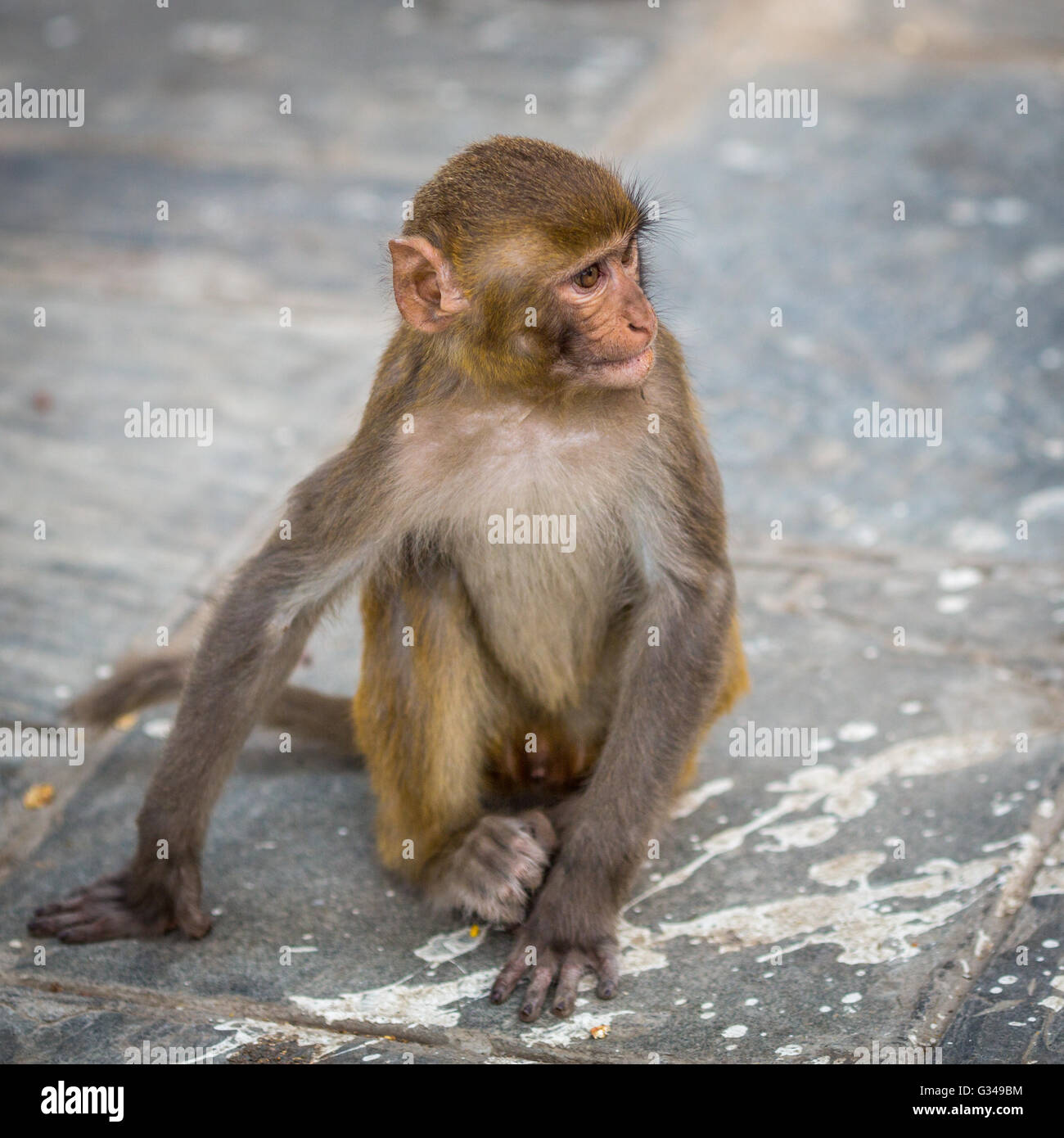 Monkey in Kathmandu Stock Photo - Alamy
