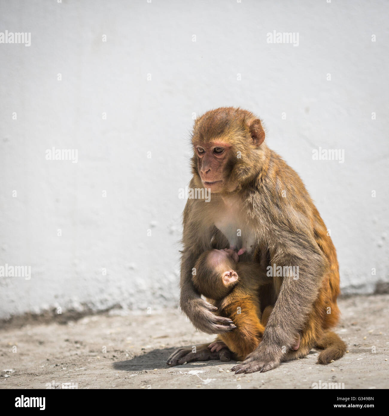 Monkey in Kathmandu Stock Photo - Alamy