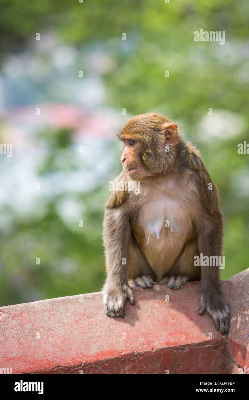 Monkey in Kathmandu Stock Photo - Alamy