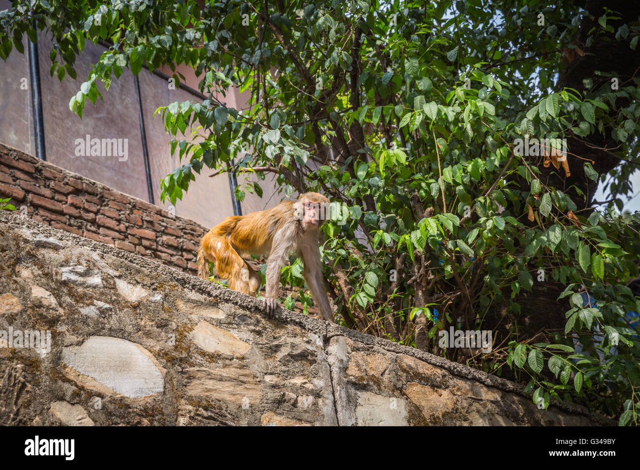 Monkey in Kathmandu Stock Photo - Alamy