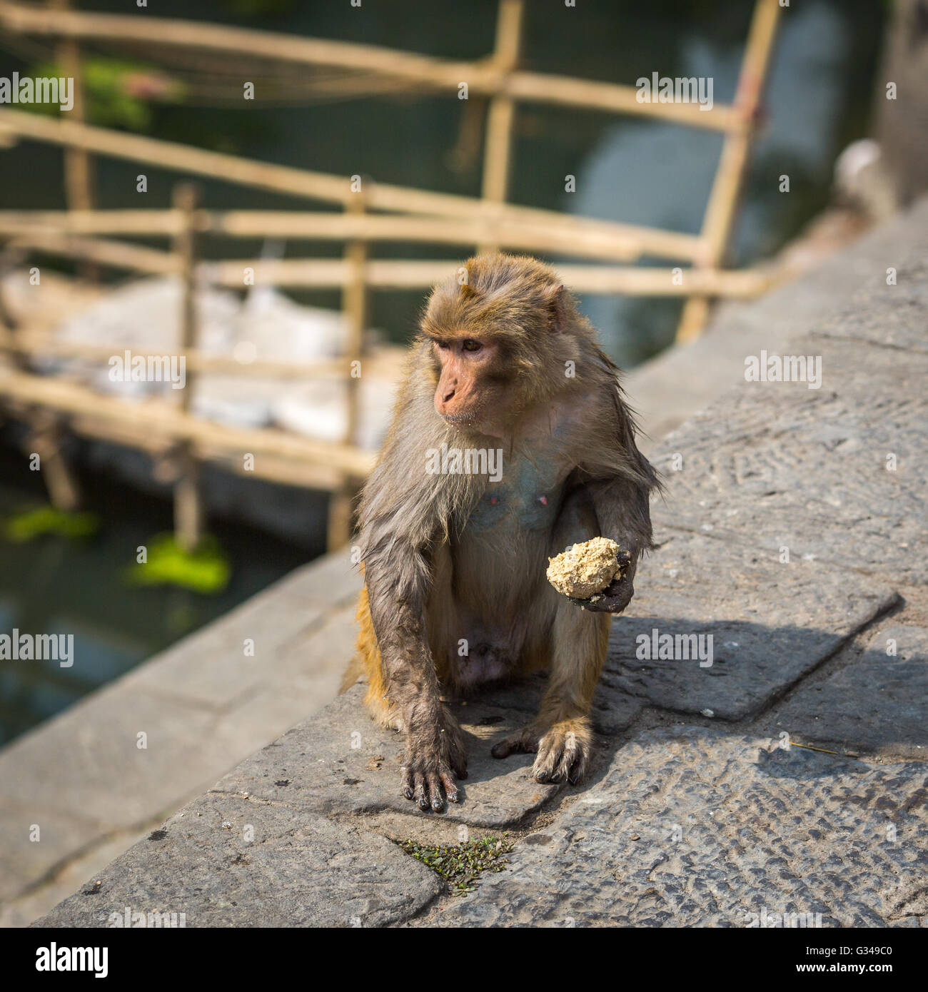 Monkey in Kathmandu Stock Photo - Alamy