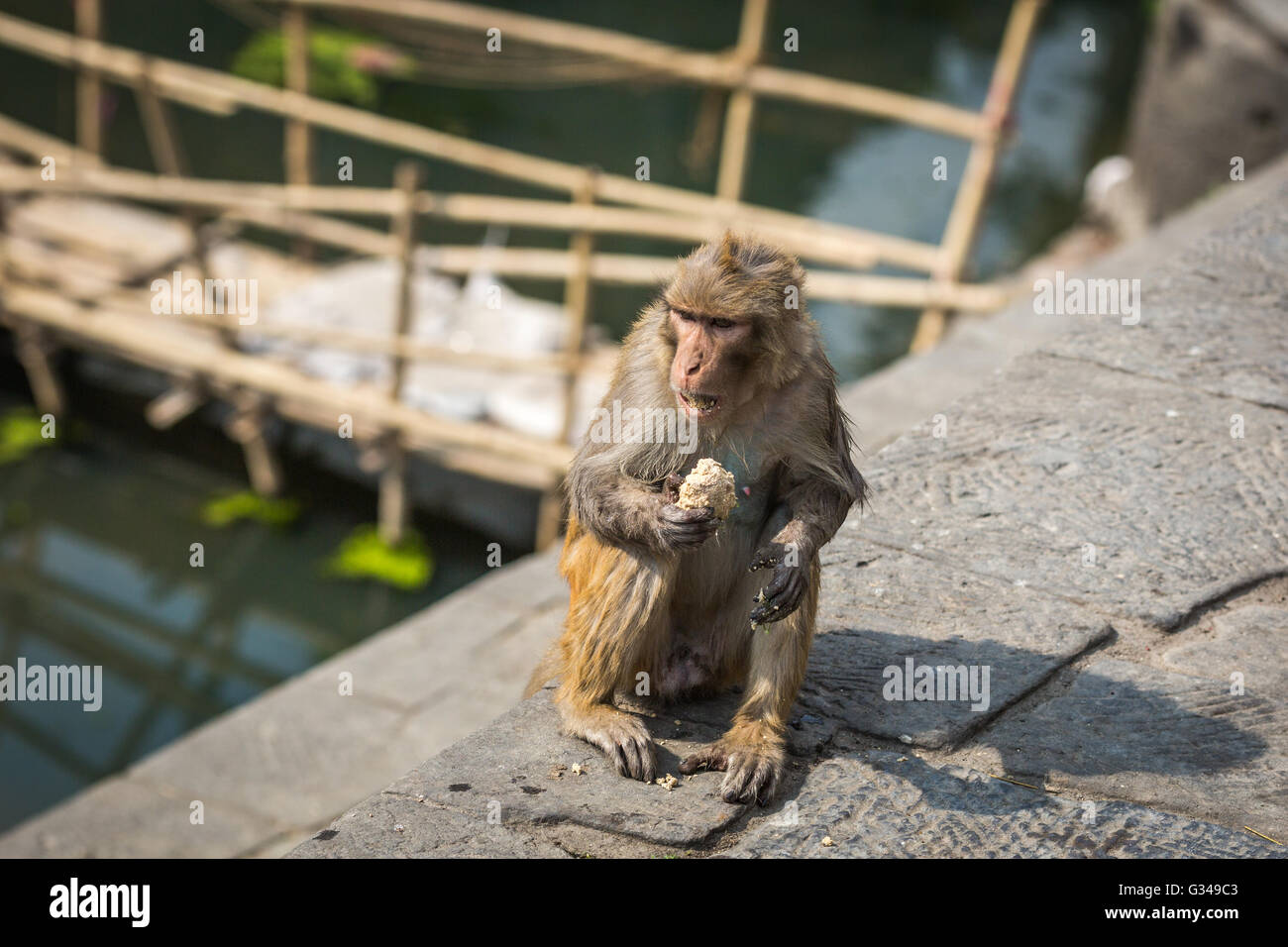 Monkey in Kathmandu Stock Photo - Alamy