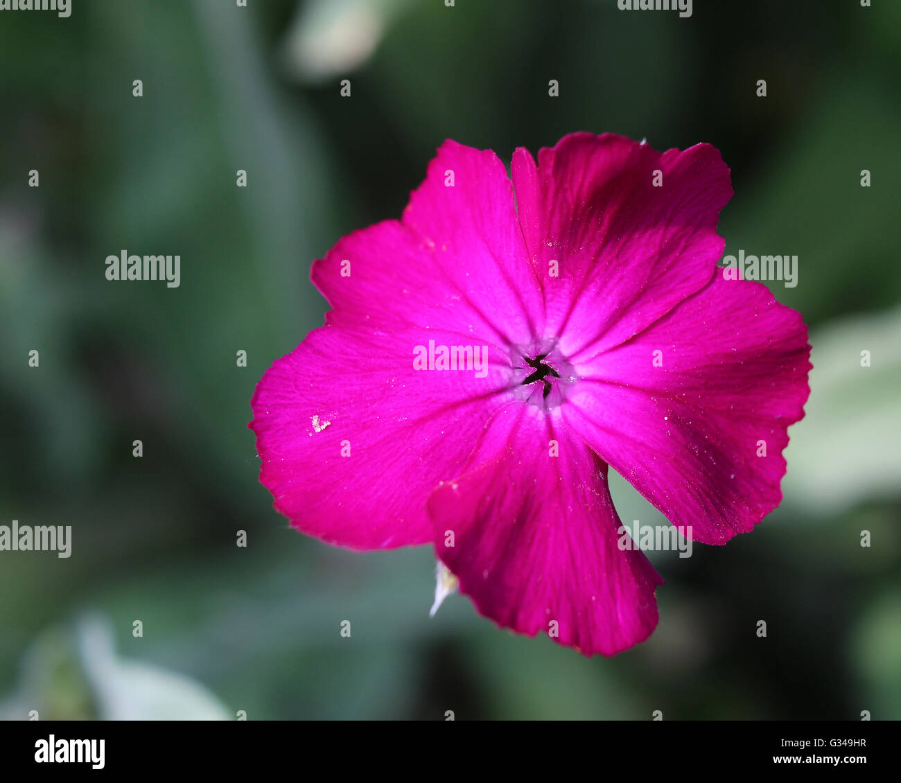 The bright cerise pink flower of Silene coronaria also known as Rose ...