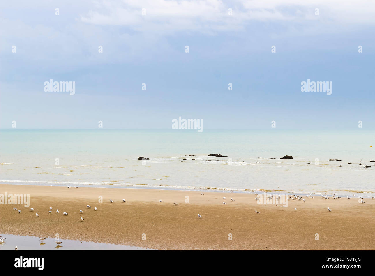 A large group of sea gulls resting on the beach in Hastings, England ...