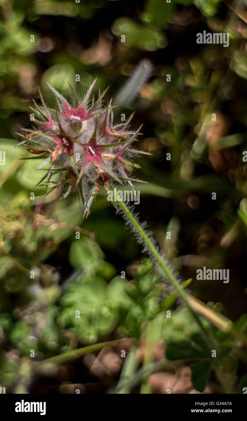 Stellatum hi-res stock photography and images - Alamy