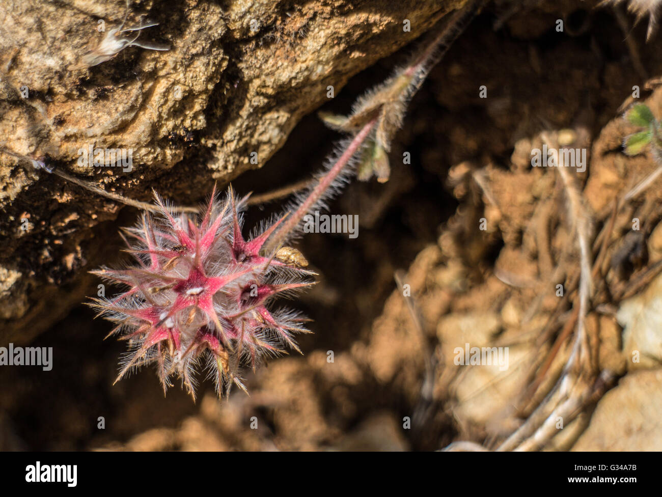 Stellatum hi-res stock photography and images - Alamy