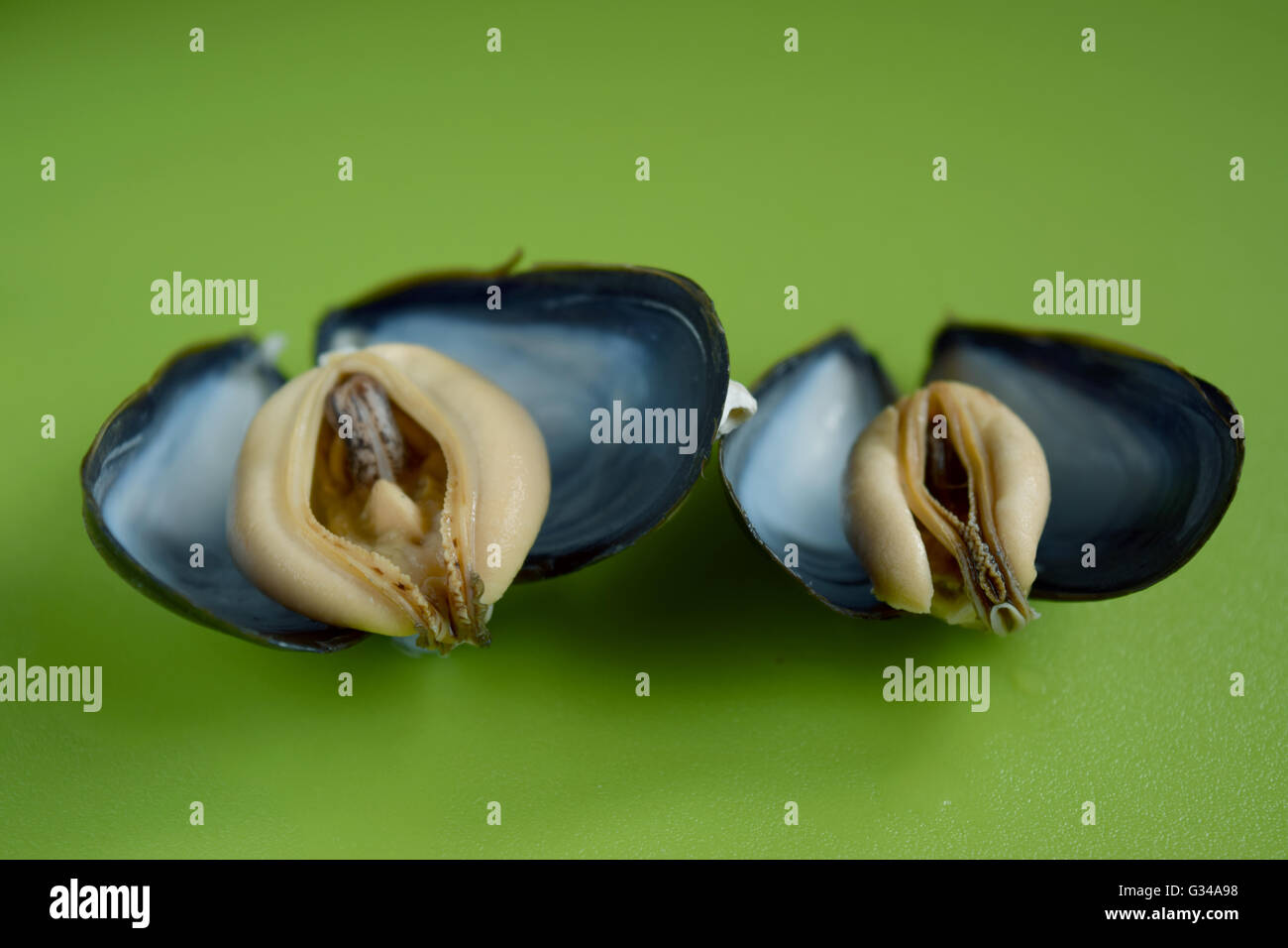 Close up cooked mussels hi-res stock photography and images - Alamy