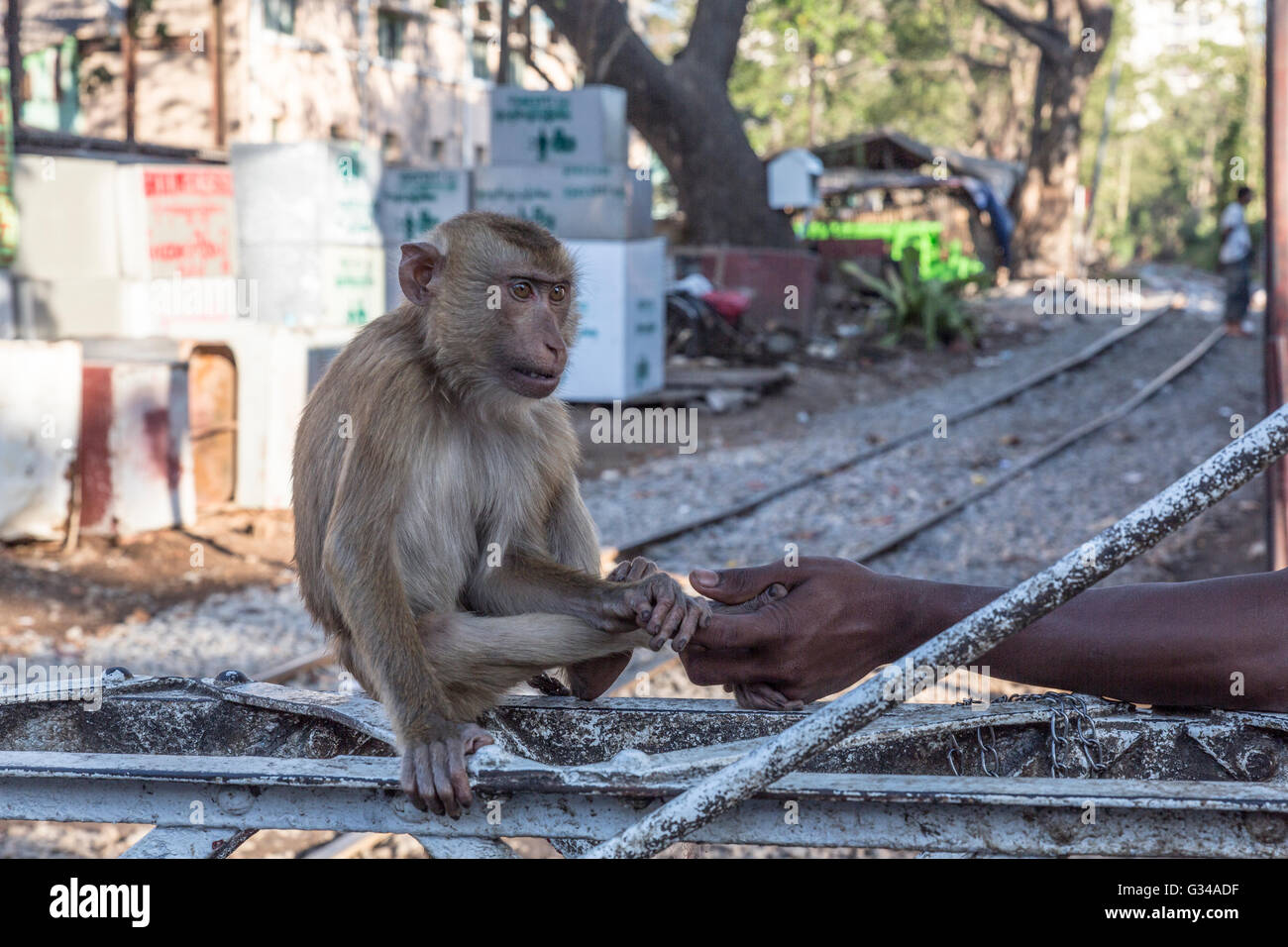 Small monkey (ape) and the old British railway an old British train in ...