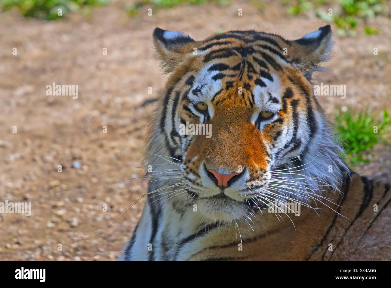 Closeup view of a head of Siberian tiger Stock Photo - Alamy