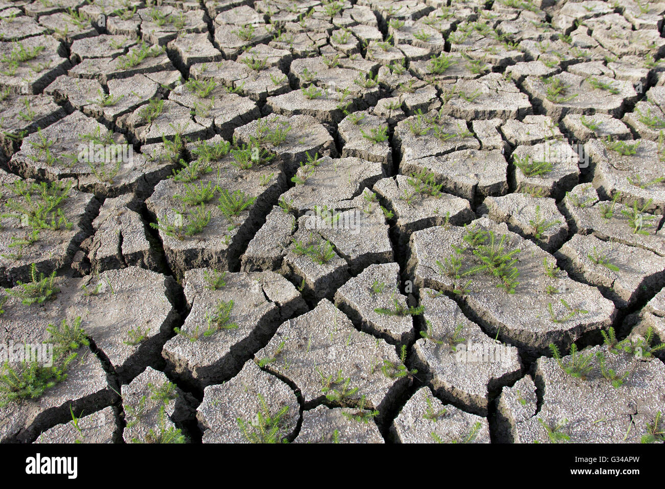 Dry, cracked mud at the bottom of a dried up pond in Bukovany village ...