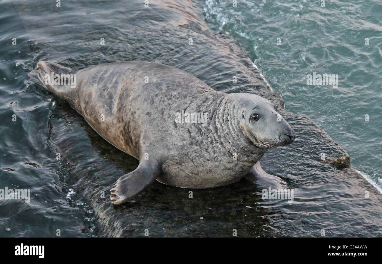 A sea lion taking a break out of water Stock Photo - Alamy
