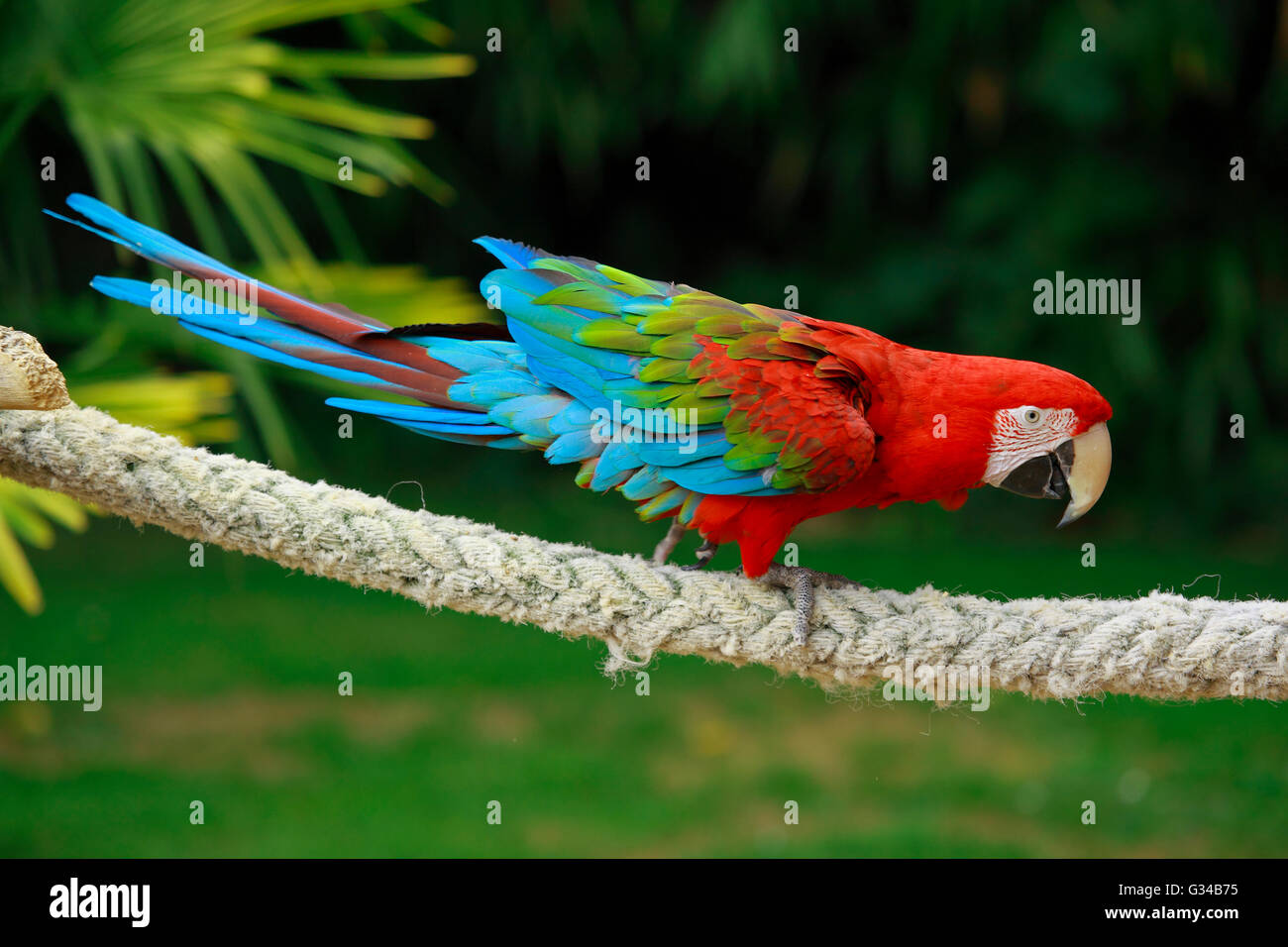Parot hi-res stock photography and images - Alamy