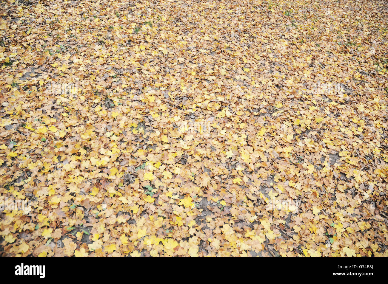 Fall leaf mosaic floor hi-res stock photography and images - Alamy