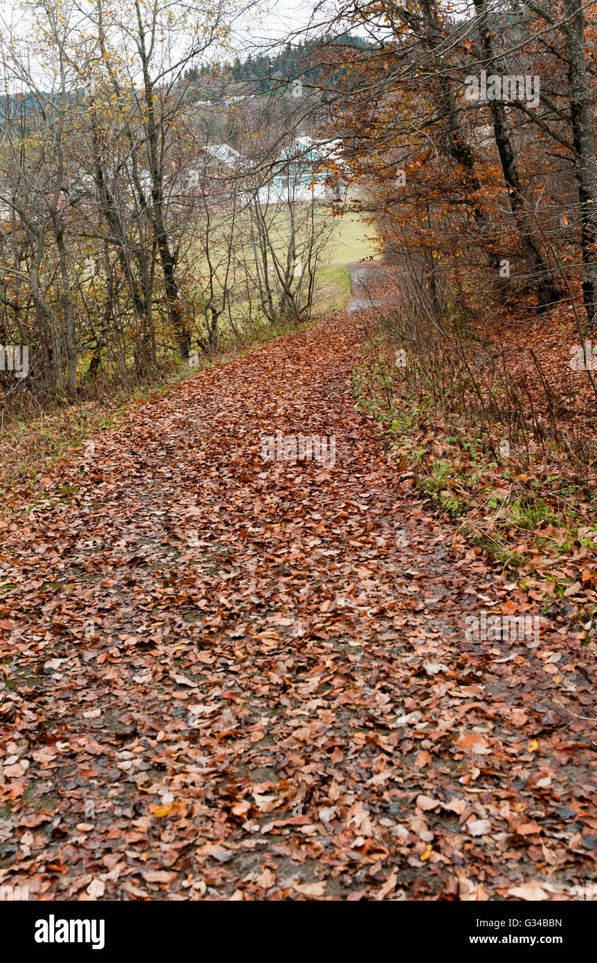 Georgia fall leaves hi-res stock photography and images - Alamy