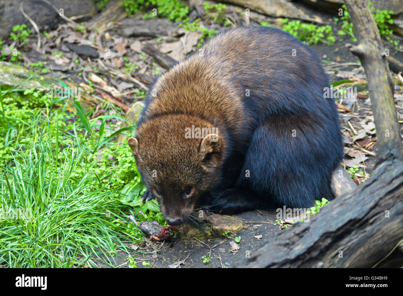 Curious fisher hi-res stock photography and images - Alamy