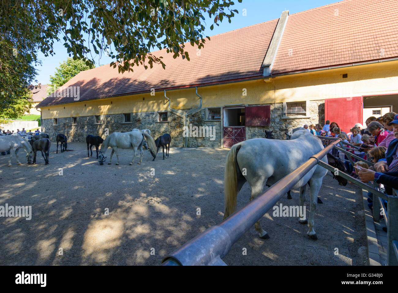 lipizzaner stud Piber: Lipizzaner stallions and visitors, Austria ...