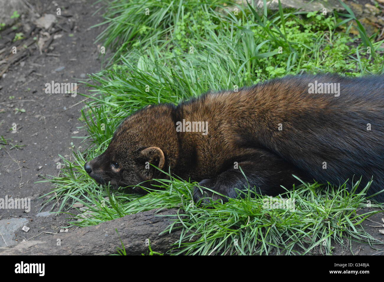 Curious fisher hi-res stock photography and images - Alamy